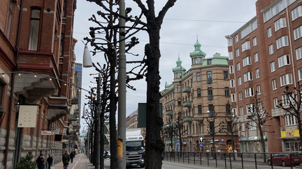 Träd i staden - Göteborgs Stad