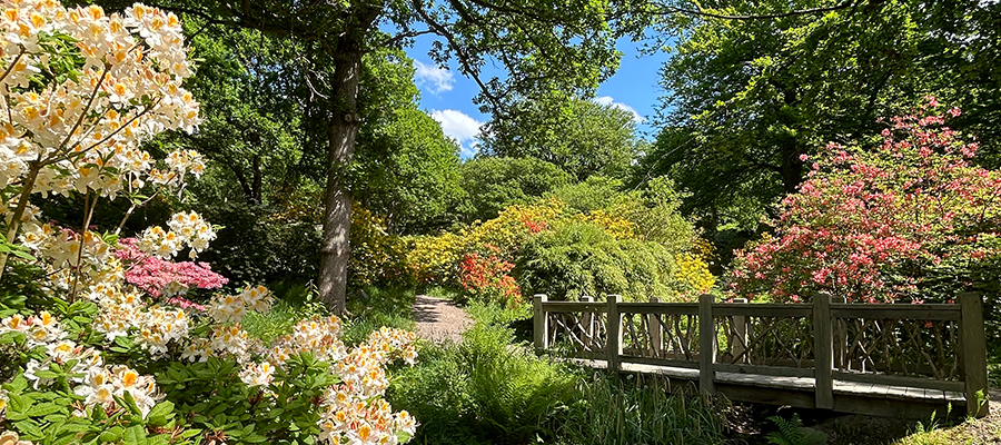 Azaleadalen - Slottsskogen - Göteborgs Stad